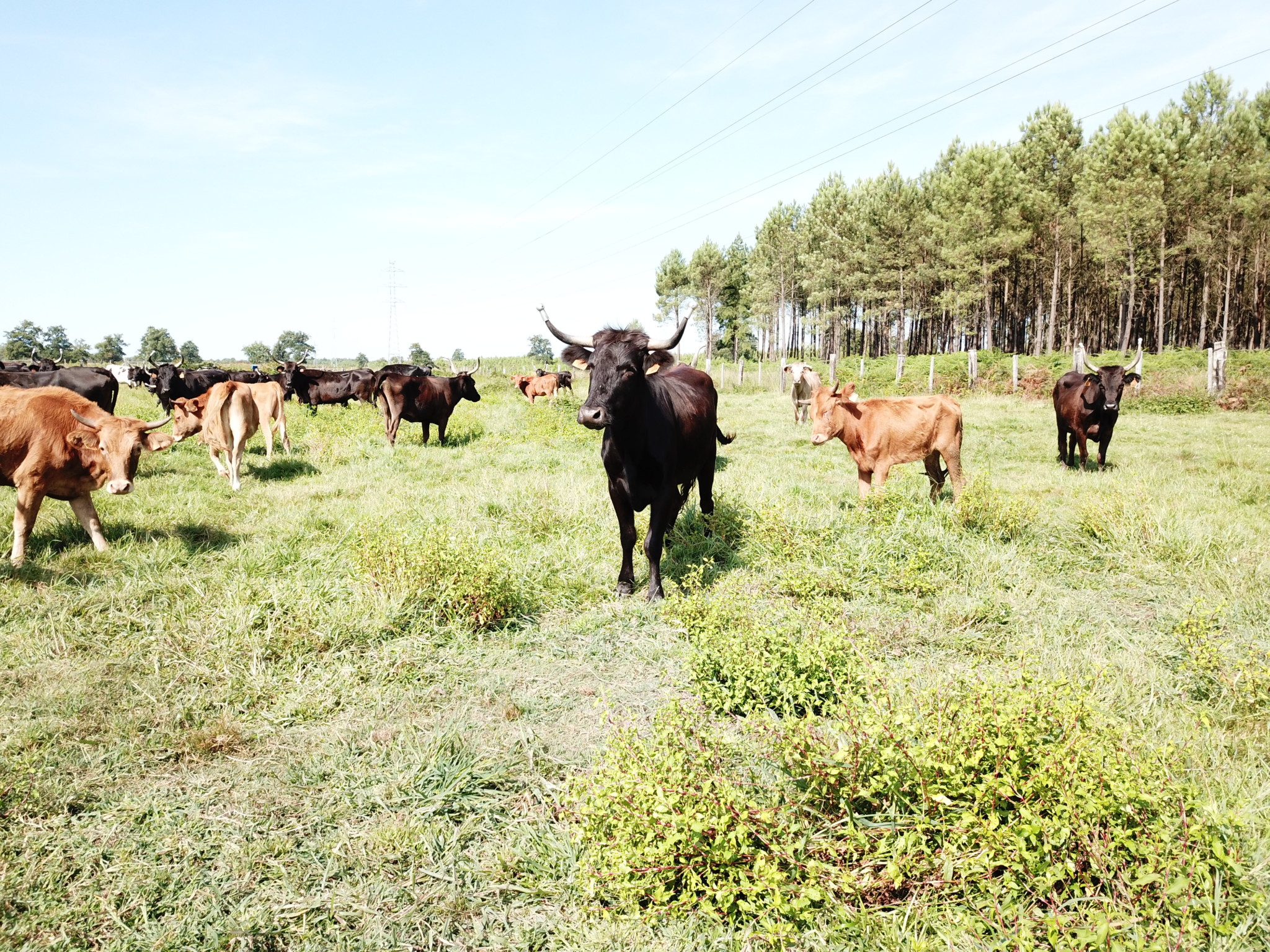 Spectacle dans les Landes et au Pays Basque – TOP A LA VACHETTE